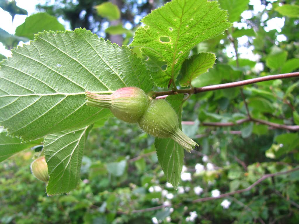 Hazelnut Tree Flowers