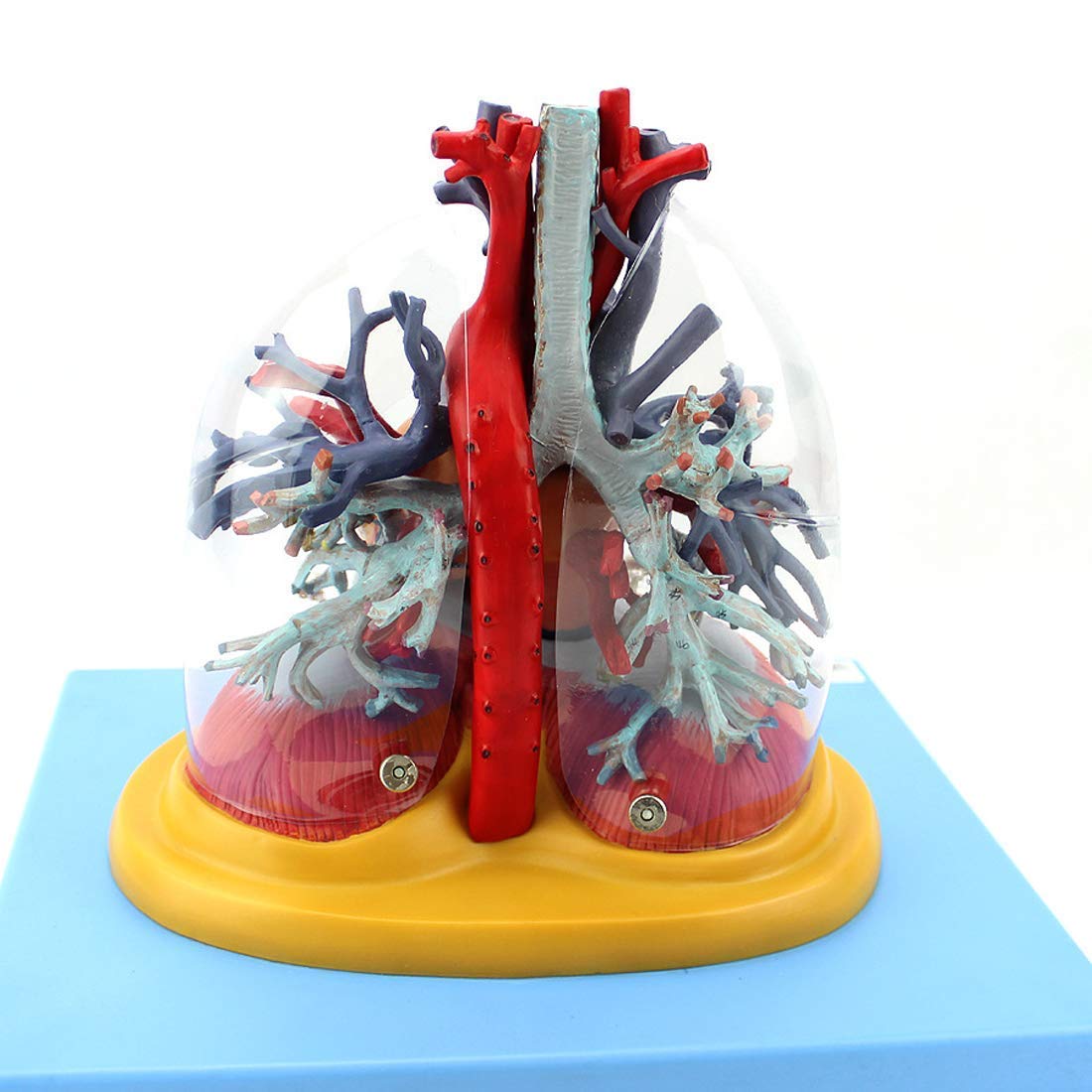 Buy Educational Model Anatomical Lung Tracheobronchial Tree Vascular ...