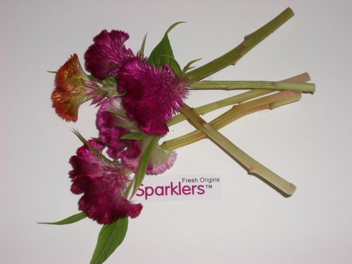 Amazon.com: Edible Flower - Sparkler Tops - 4 x 50 Count : Patio, Lawn ...