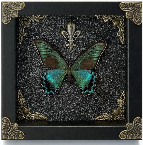 Amazon.com - Insect Display Case, Insect Display Box,Butterfly Shadow ...