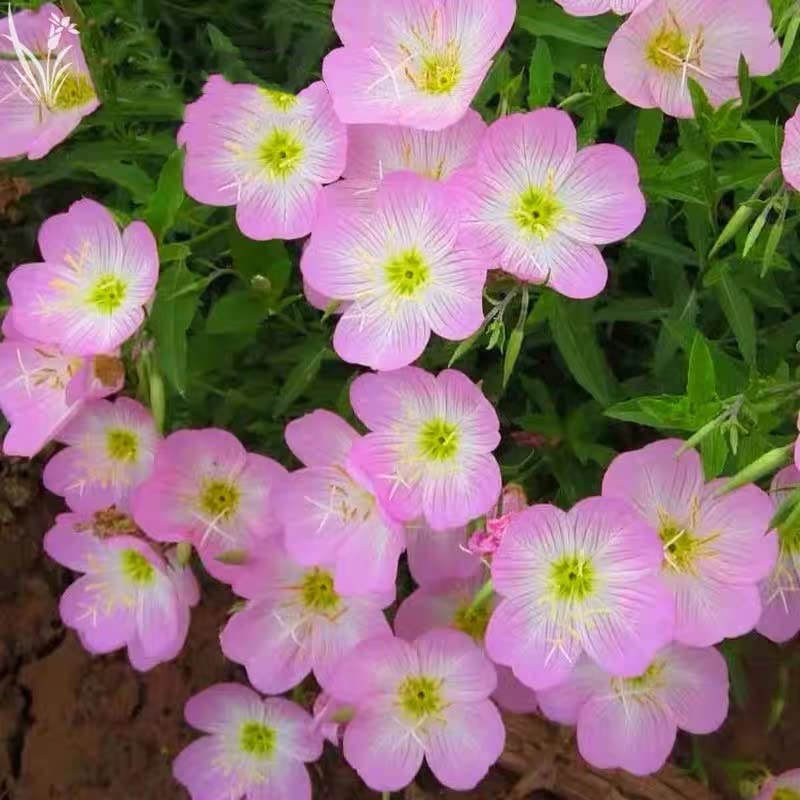 NO-GMO 2200 Seeds, Pink Evening Primrose Wildflower Gardening Seeds ...