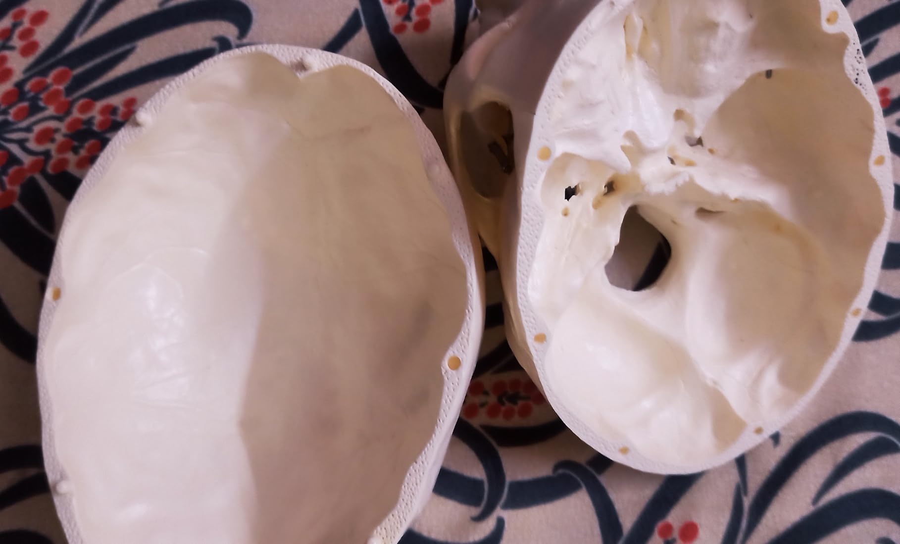 Kay Kay Industires 7" Height Adult Human Skull Anatomical Model Real ...