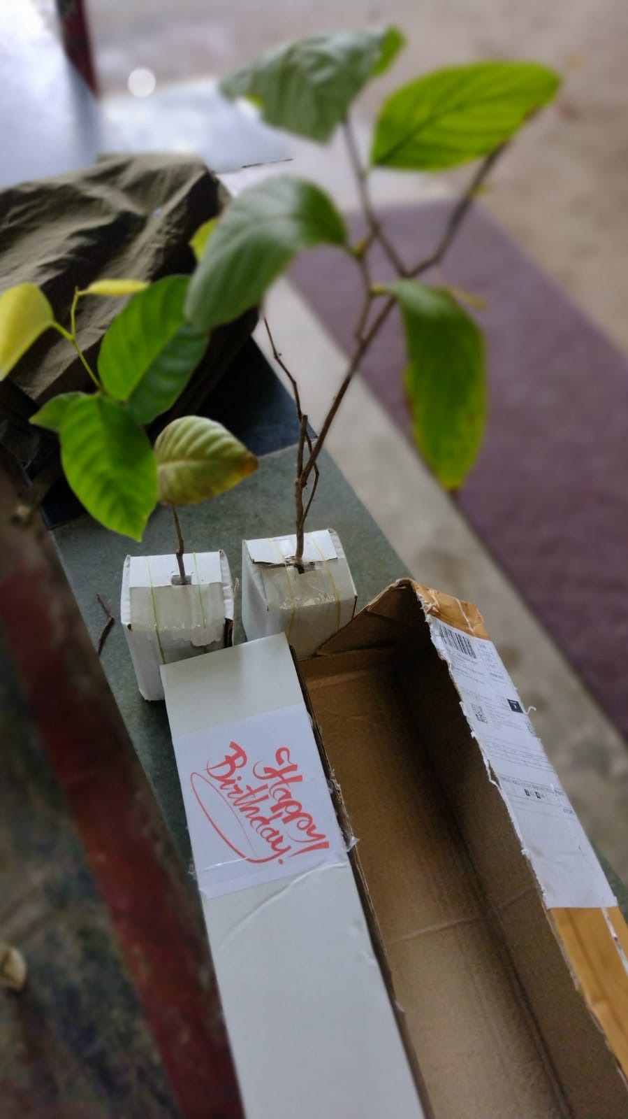 Vichitra Trees - Live Sal Plant - Shorea Robusta" : Amazon.in: Garden ...