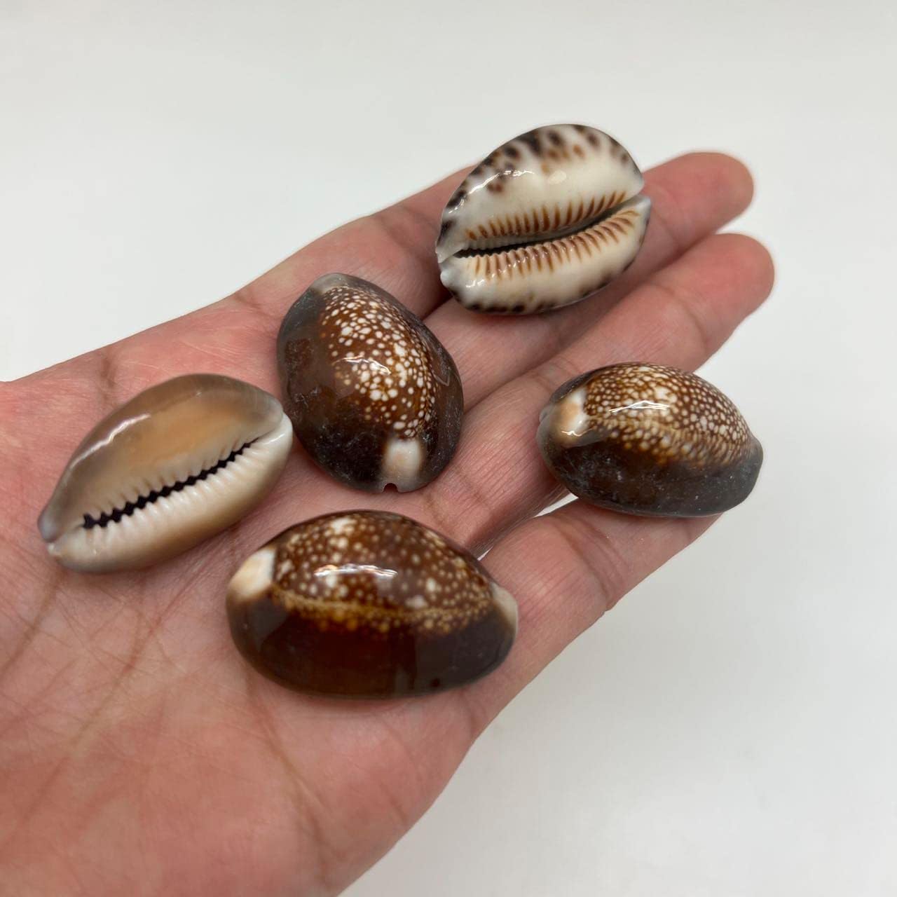 HR HongRun Serpents Head Cowrie Shells de 34 a 1-14 pulgadas ...