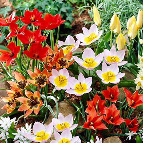 Tulpenzwiebeln Mehrjährig – Die 15 besten Produkte im Vergleich ...