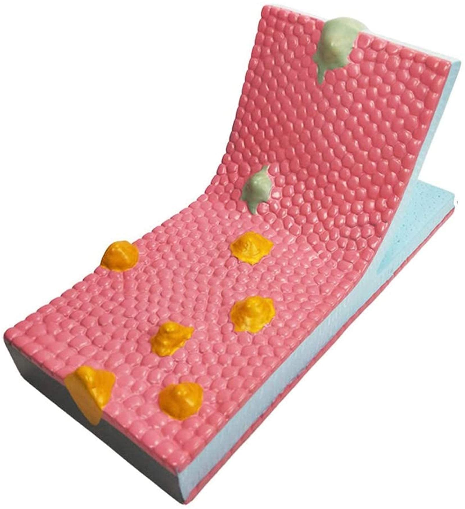 Study Model Cell Membrane Flow Model Phospholipid Liquid Flow Mosaic ...