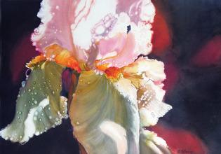 Amazon.com: Robin Berry: books, biography, latest update