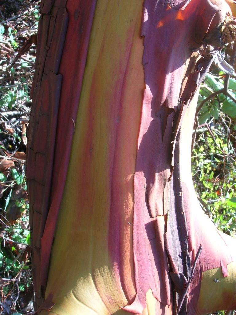 Pacific Madrone Bark