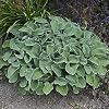 Amazon.com : Votaniki Hosta Mini Mix 2 Inch Plants - Perennials, Mix ...