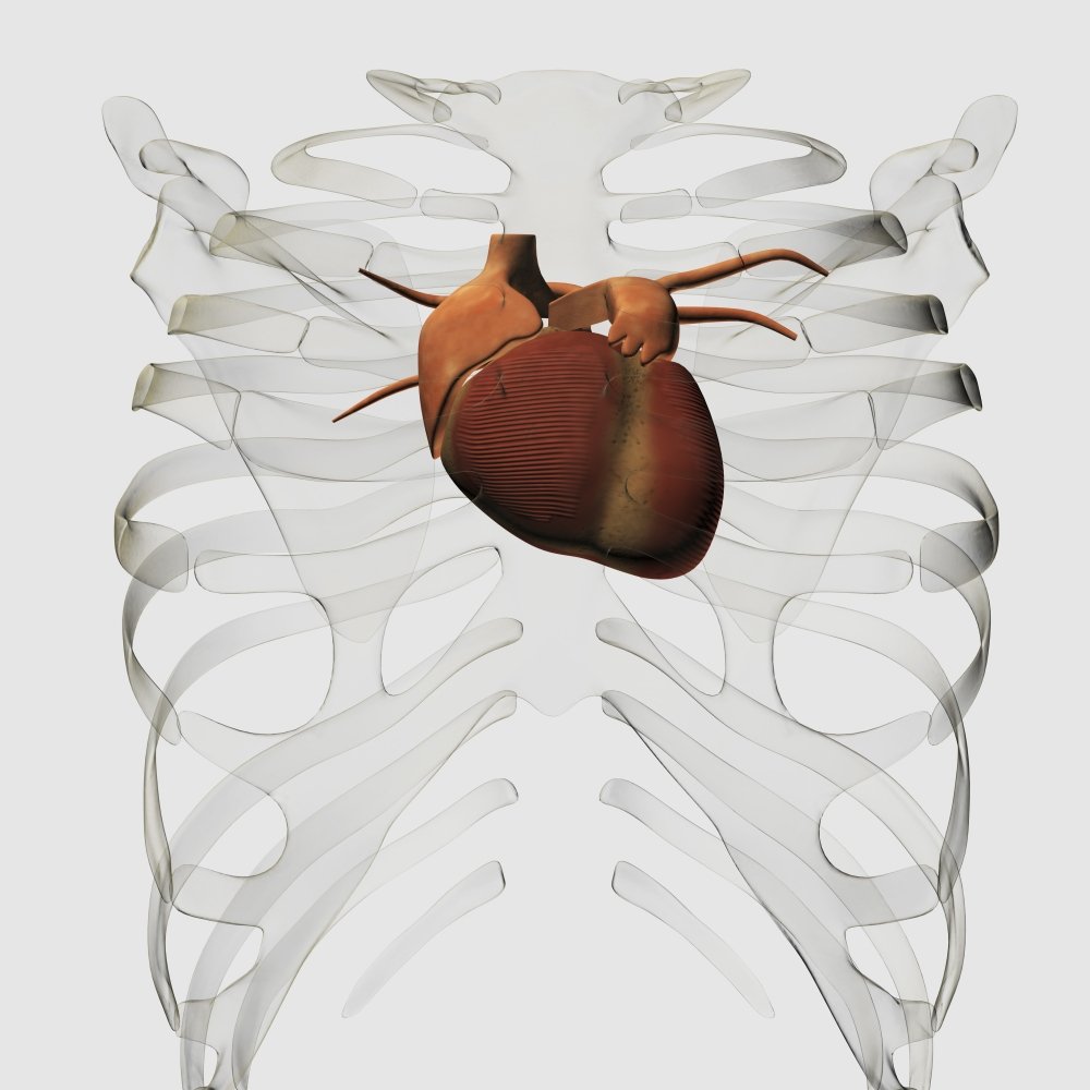 Human Heart Medical Illustration