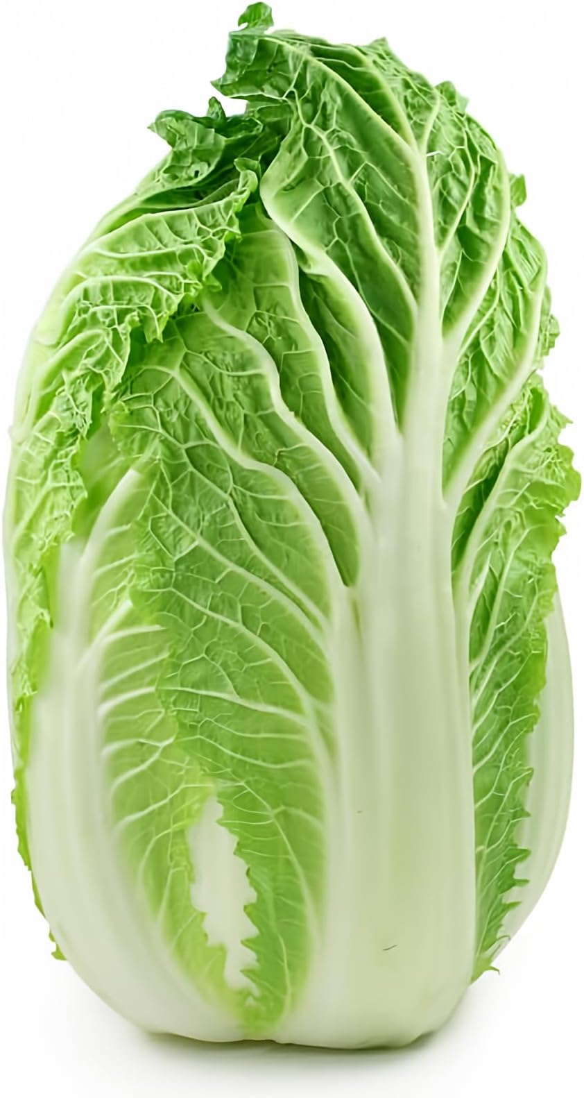 Amazon.com : Chinese Cabbage-Michihili/Napa Cabbage (500 Seeds) : Patio ...