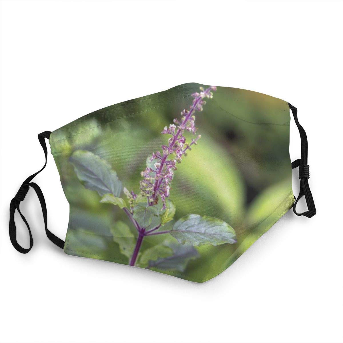 Green Tulsi The Holy Basil Flower Blurred Leaves Kerala Face ...