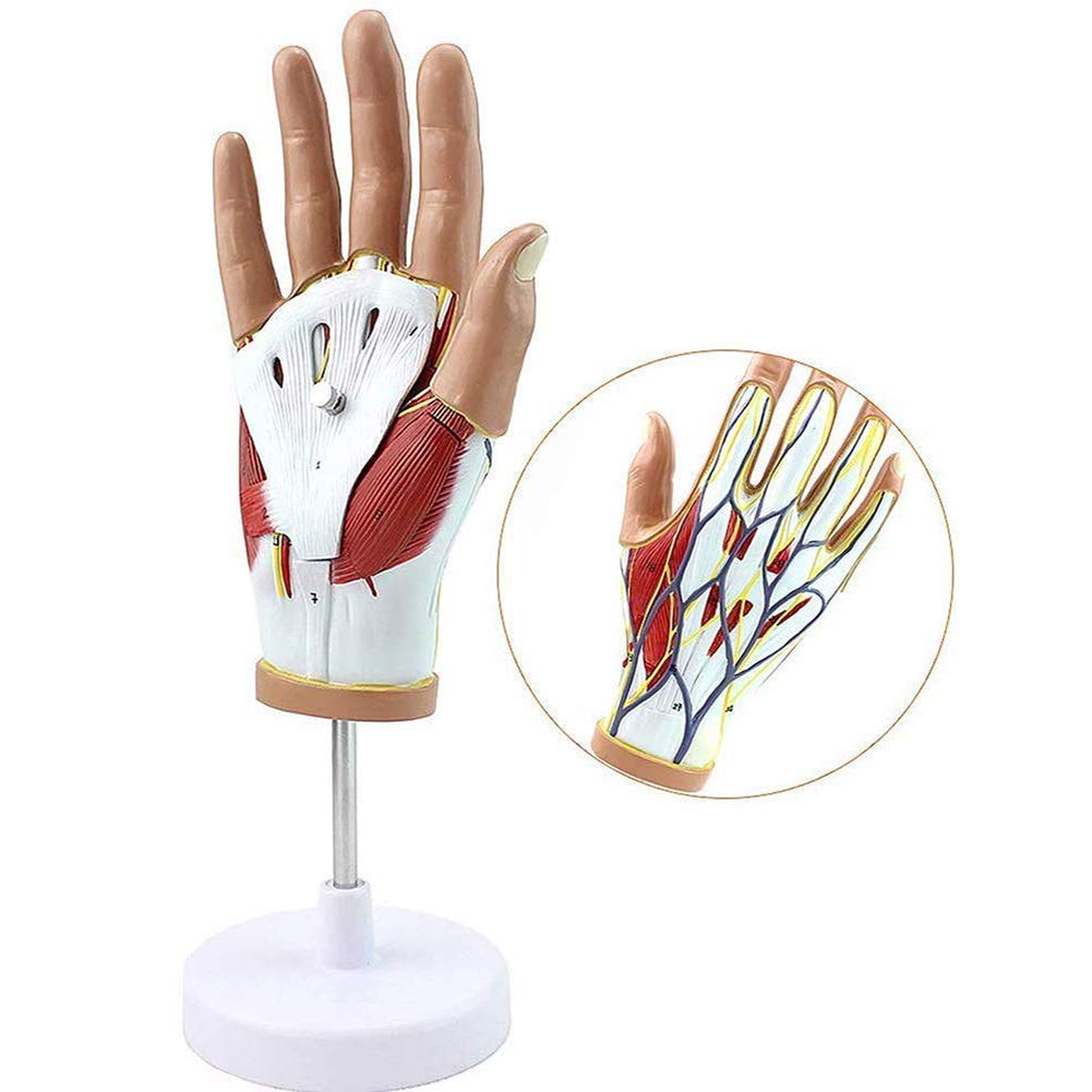 Buy XYXZ Anatomy Model Human Body Palm Model Anatomy Model Of Hand With ...