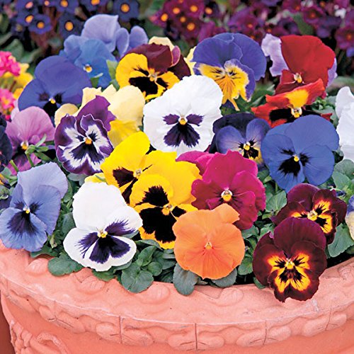 Royal Paradise Garden Rare Pansy Flower Seeds"Matrix Mix" Hybrid 30 ...