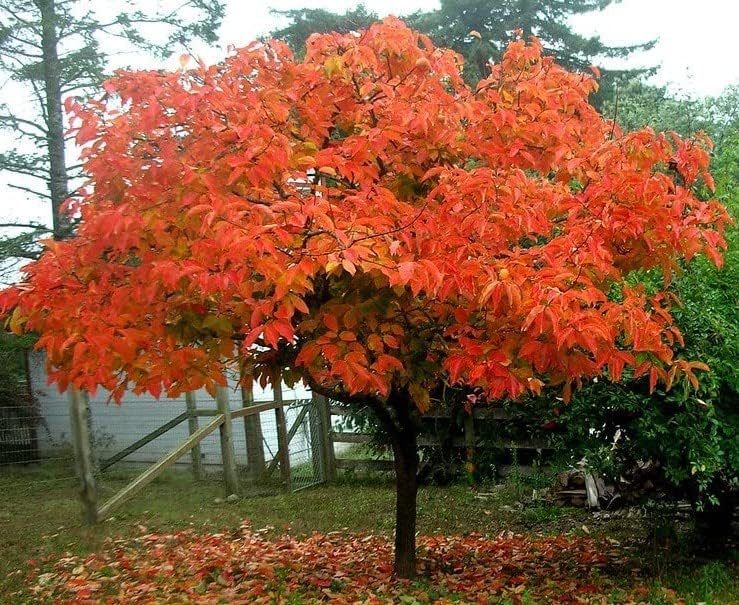 Fuyu Asian Persimmon – Árbol frutal vivo enviado de 2 a 3 pies de alto ...