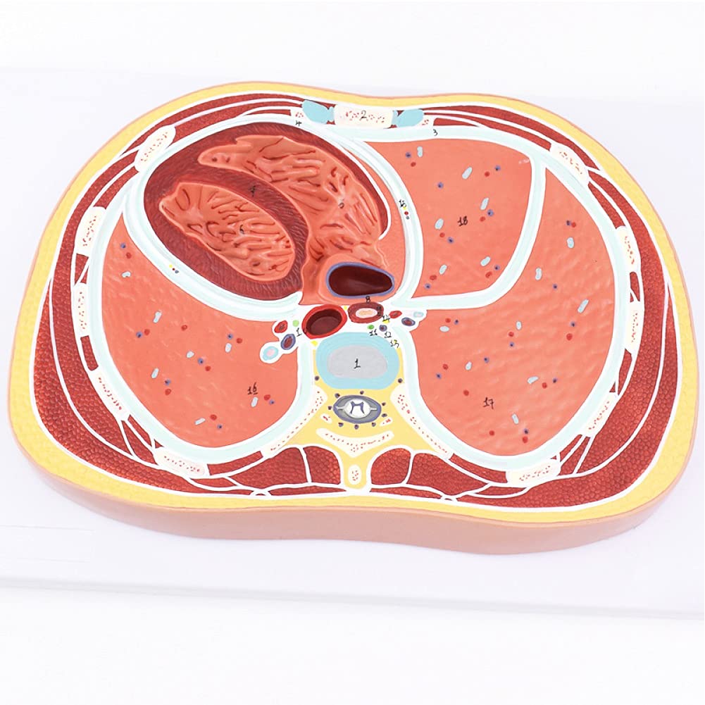 Anatomical Cross Section Coronal