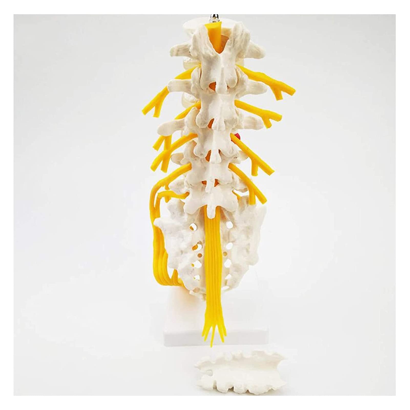 Fmnkc Study Model Lumbar Vertebrae Anatomy Model 5 Section Lumbar ...