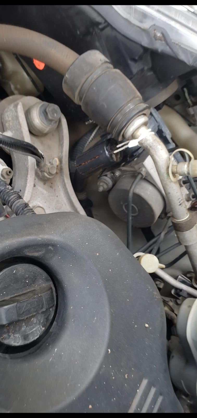 Polan® Rat/Rodent Repellent For Car, 5-Capsule | Rat Protection for ...