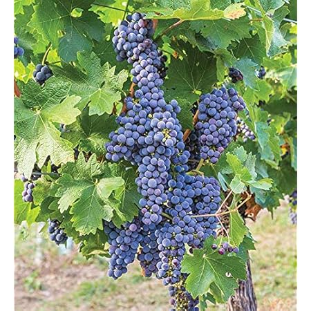 Amazon.com : Pixies Gardens (1 Gallon) Mars Seedless Grape Vine Shrub ...