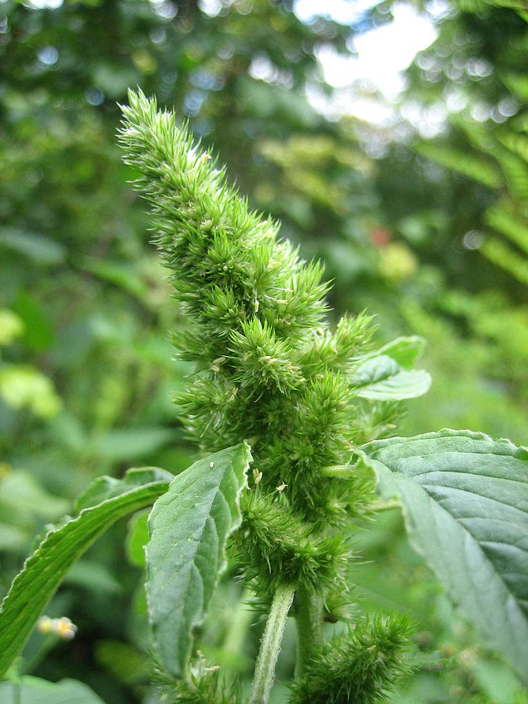 Pigweed Seed