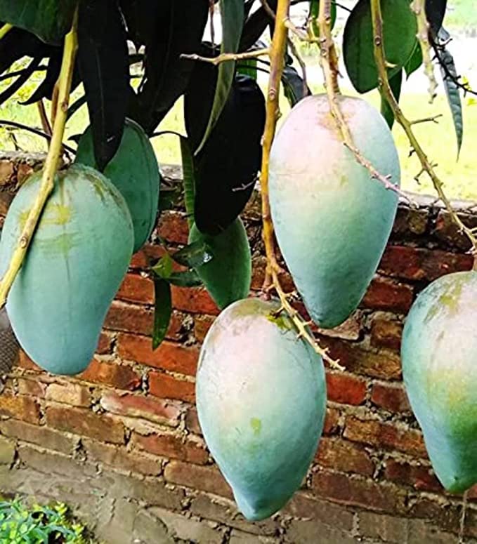 Guru24Hours™ Catimon Mango Live Plant (Healthy & Grafted) : Amazon.in ...