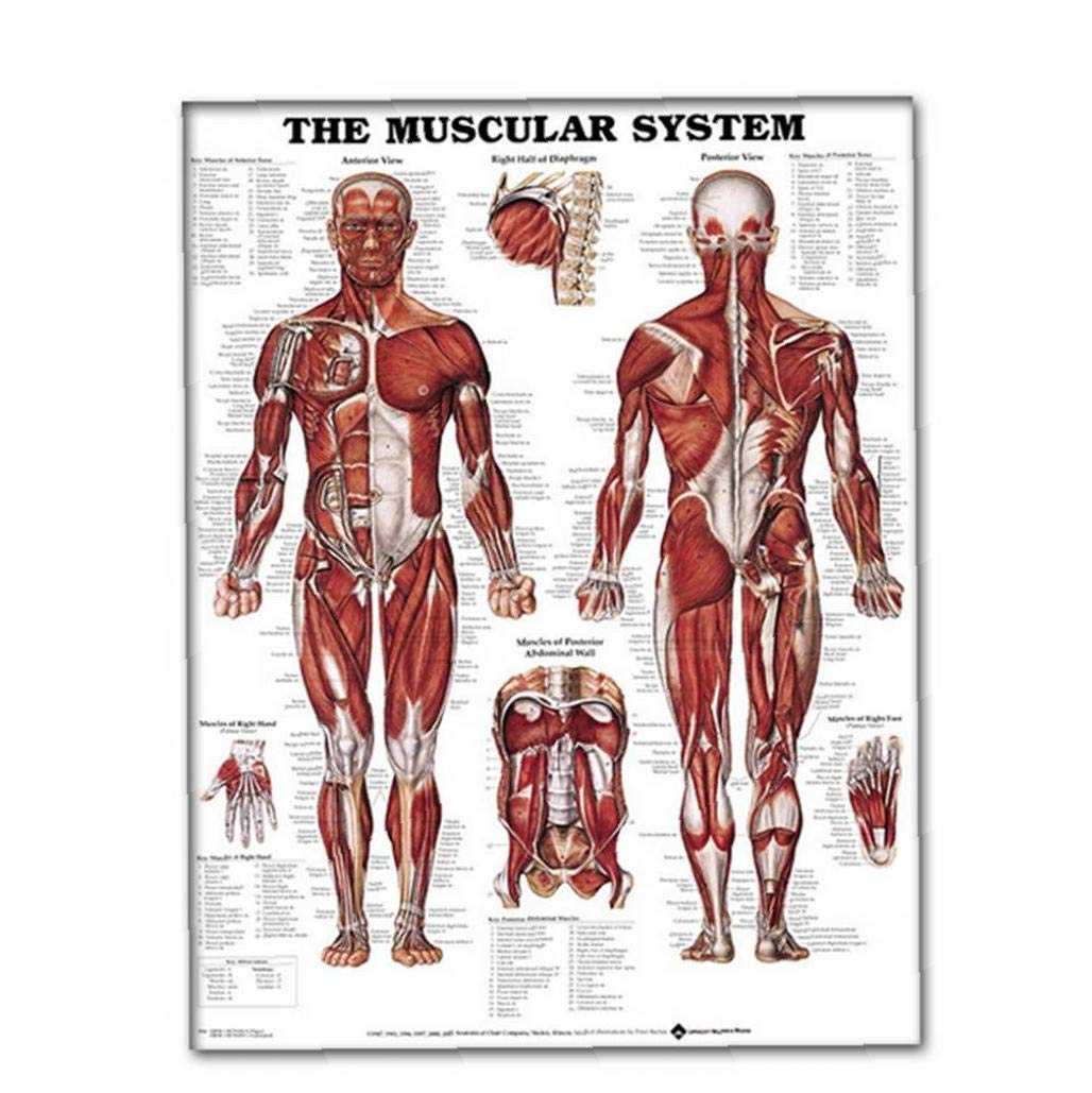 Muscular System Wall Chart Lifelike Anatomical Learning 50x70cm Silk ...