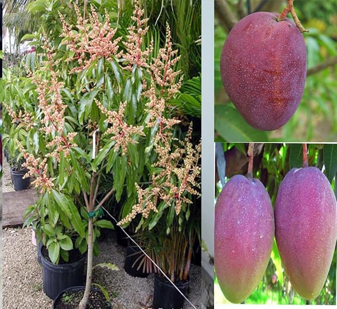Thai All Time Mango Plant Grafted (Height 2-3 Feet) Fruit After 9-12 ...