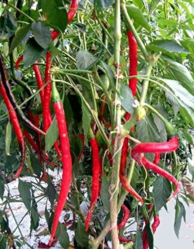 Cayenne Long Slim 10 Chili Seeds by CHILLIESontheWEB - Pick and Mix ...
