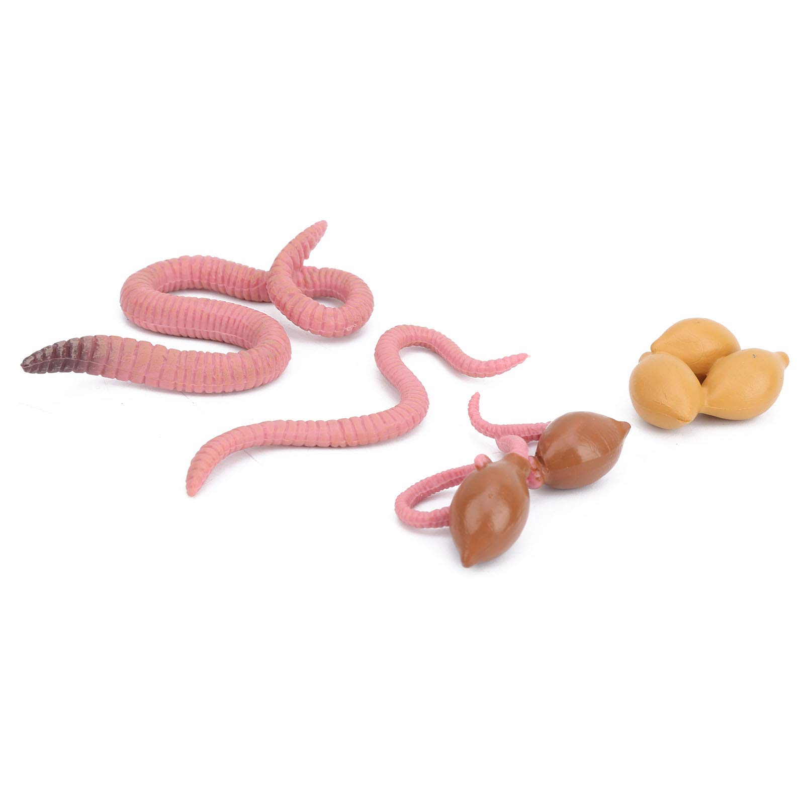 Buy Growth Cycle Model, Non‑Toxic Life Cycle Models, Safe Plastic ...