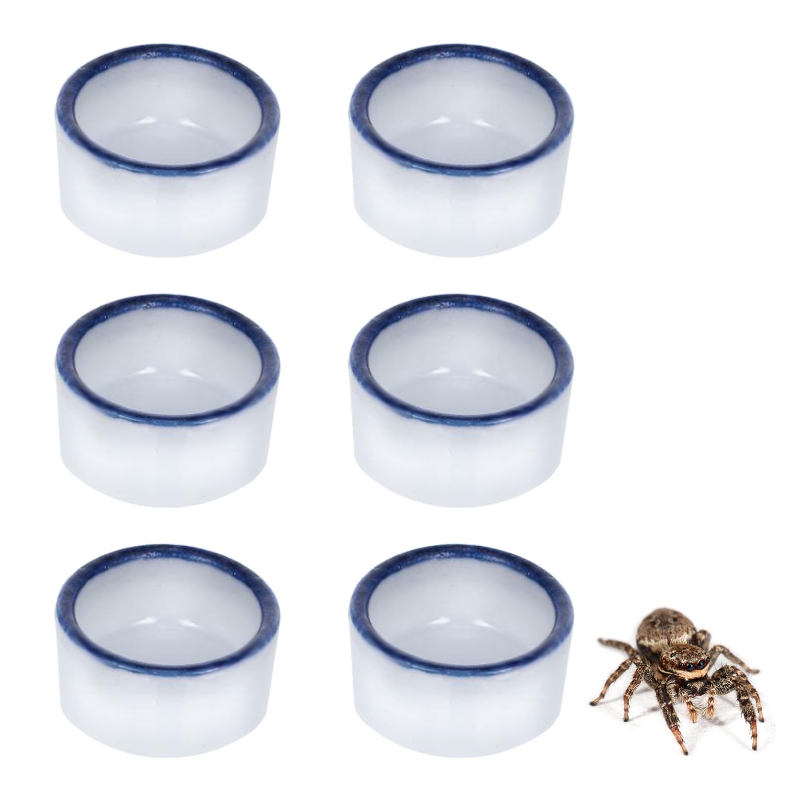 Amazon.com : 6 Pcs Spider Mini Water Bowl Tarantula Micro Ceramic Water ...