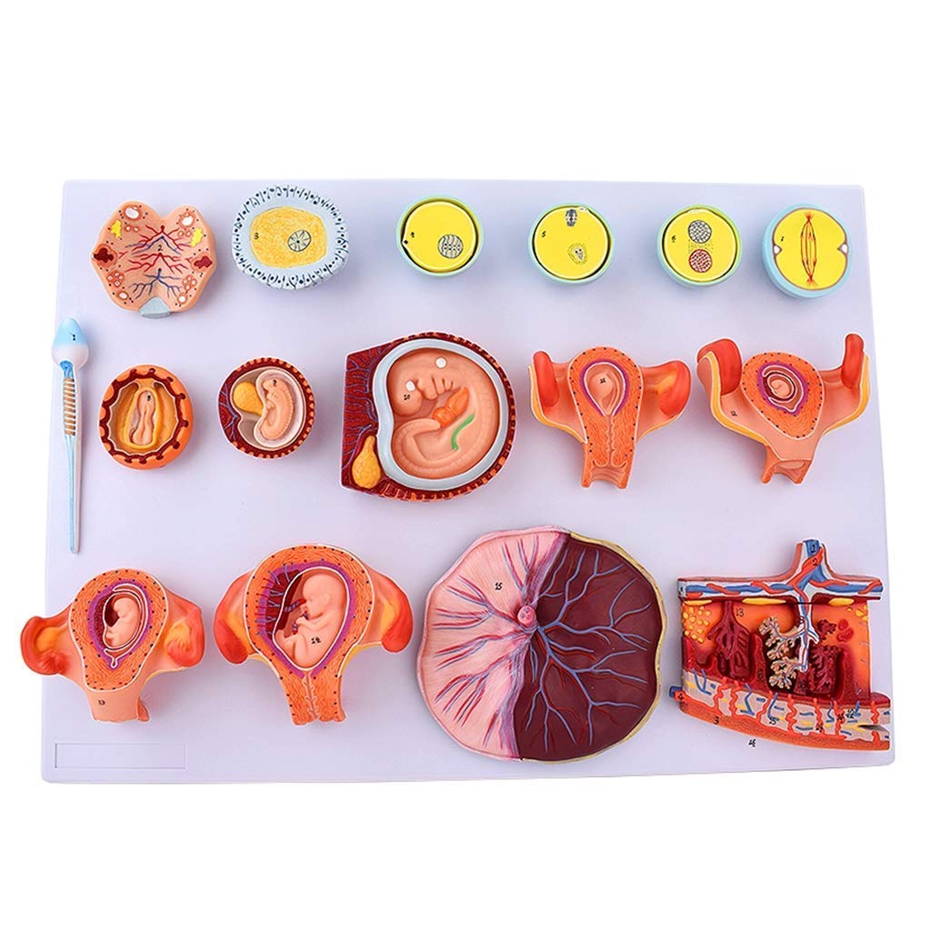 Educational Model Scientific Anatomical Human Model Fertilization And ...