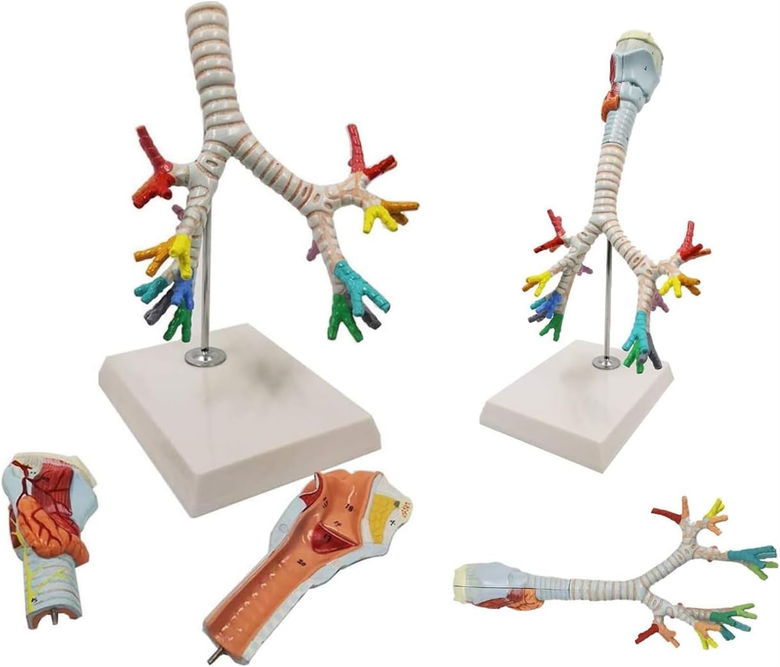 Modèle D'arbre Bronchique LBYLYH Modèle De Segment Pulmonaire