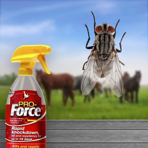 Watch Manna Pro Pro Force Fly Spray on Amazon Live