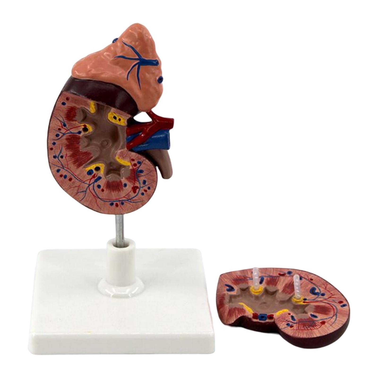 Buy Human Kidney Anatomical Model, Kidney with Adrenal Gland Model, PVC ...