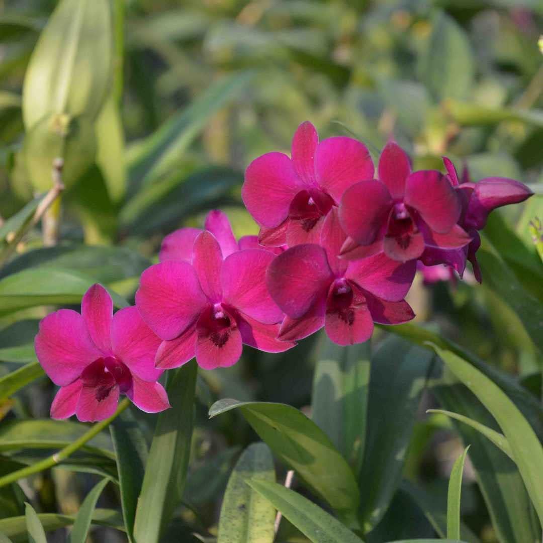 Amazon.com : HAWAIIAN DENDROBIUM ORCHID PLANT 2" POT ~ GROW HAWAII ...
