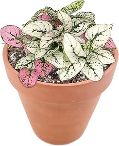 Amazon.com : Hypoestes Phyllostachya Pink Splash (2" Pink and White Mix ...