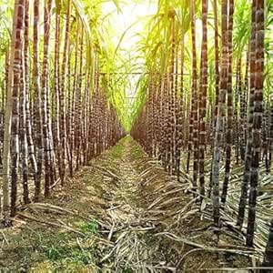 MITU Filipino Black sugarcane, Saccharum officinarum, ganna,Black sugar ...