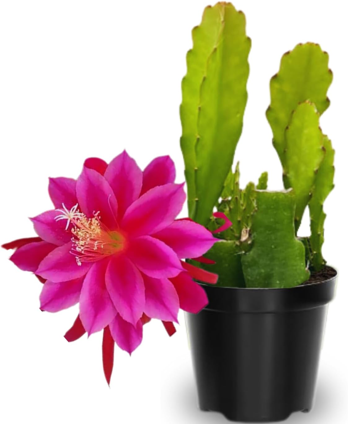 Amazon.com : 2 Epiphyllum Plants Live, Pink Epiphyllum Orchid Cactus ...