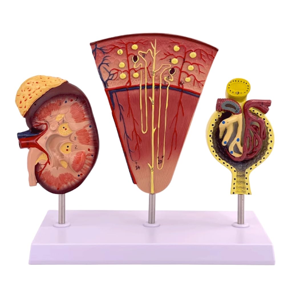 Kidney Model Labeled Human Kidney Model With Nephron & Glomerulus ...