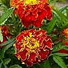 Amazon.com : TomorrowSeeds - Red Cherry French Marigold Seeds - 200 ...