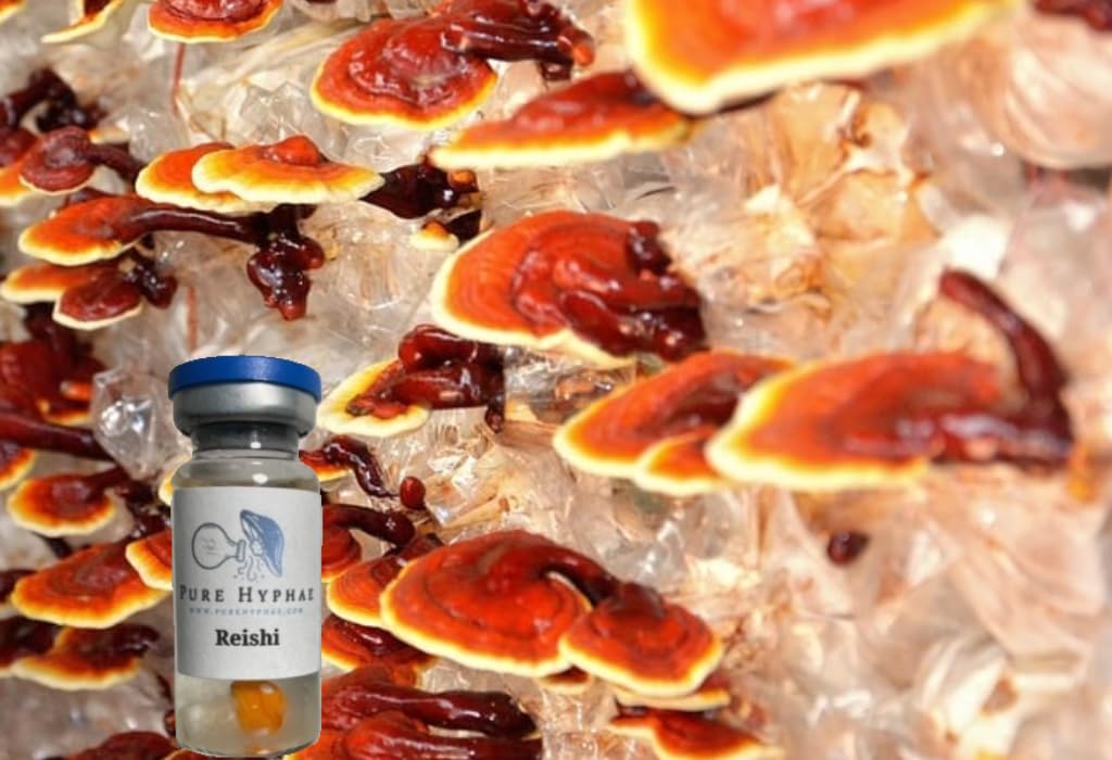 Amazon.com : Reishi Mushroom Mycelium - (Ganoderma lingzhi) (10ml Glass ...