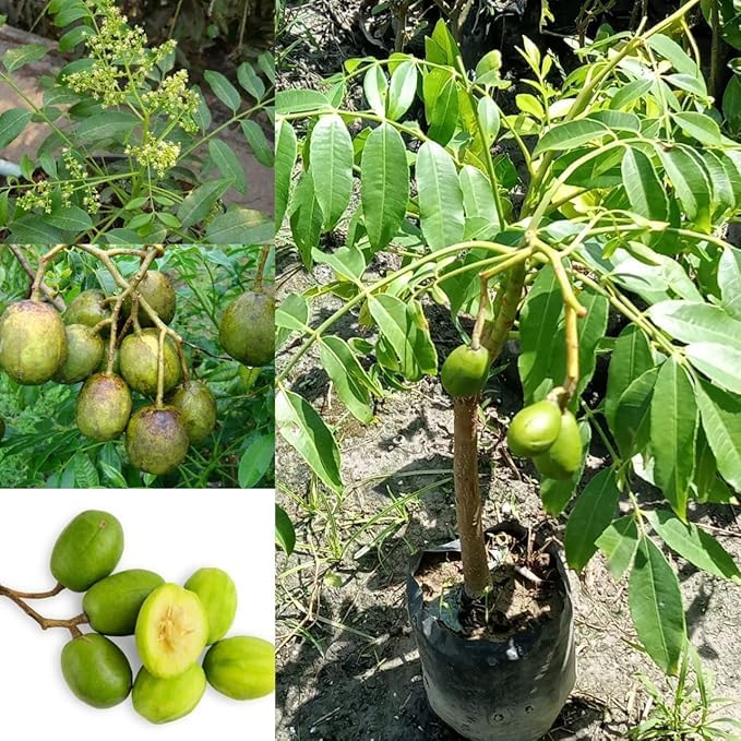 Green view® "All Season Thai Grafted Sweet Hog Plum Sweet Bilati Amra ...