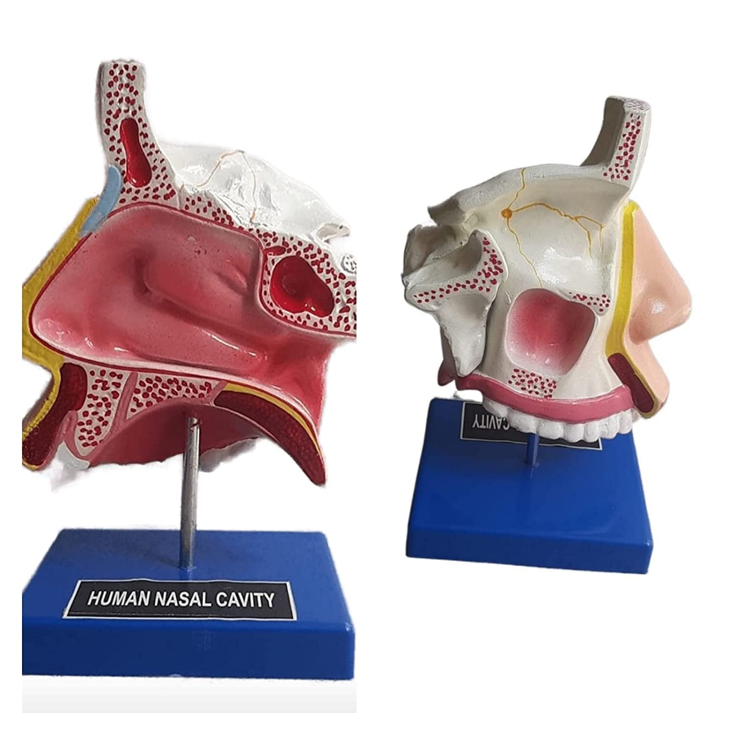 Buy Paul Scientific Works Anatomical Human Nose/Nasal Cavity Model ...