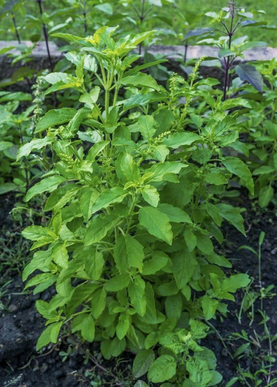 Oxygeen Rama Tulsi Live Plant Mint Tulsi Ocimum Tenuiflorum Holy Basil ...