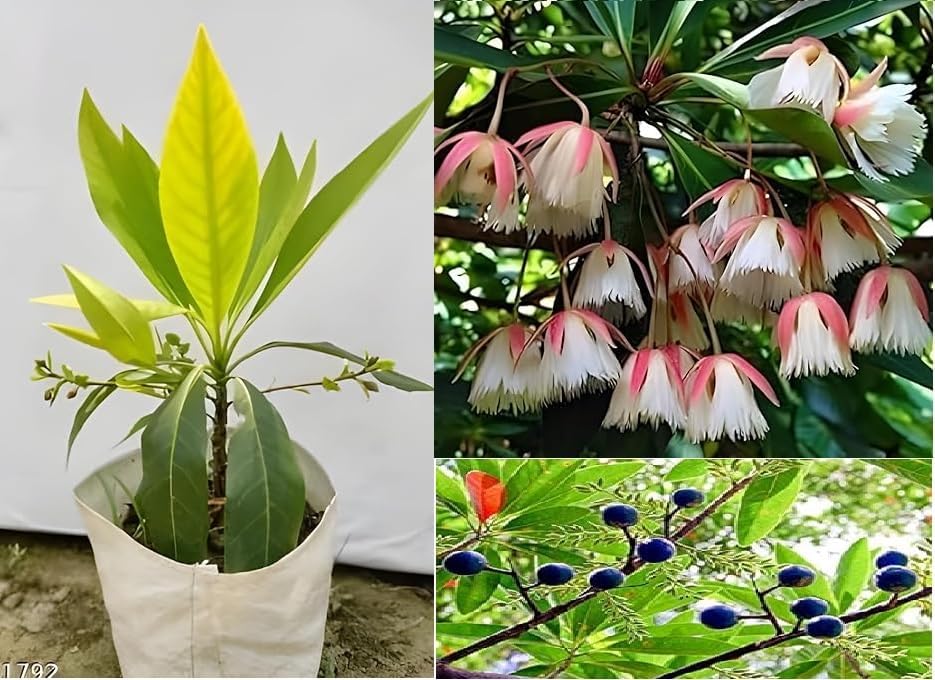 Green view EK MUKHI Nepal Variety Rudraksha Live Healthy plant Rare ...