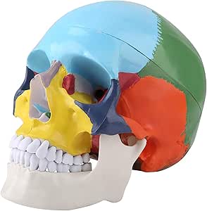 Amazon.co.jp: Adult Skull Color Anatomy Life-Sized Medical Device with ...
