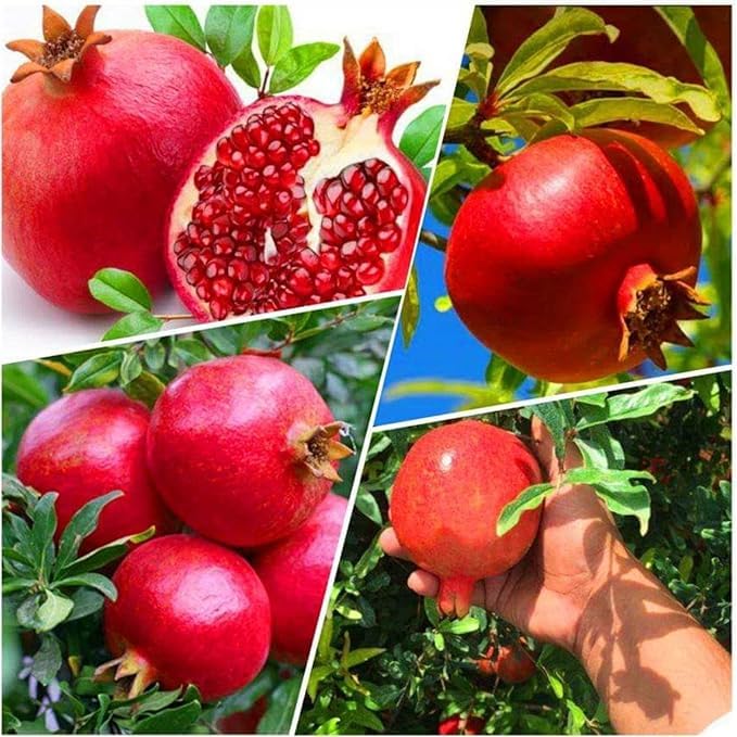 Hybrid Pomegranate Bedana Air Layering/Grafted Fruit Live Plant (1-1.5 ...