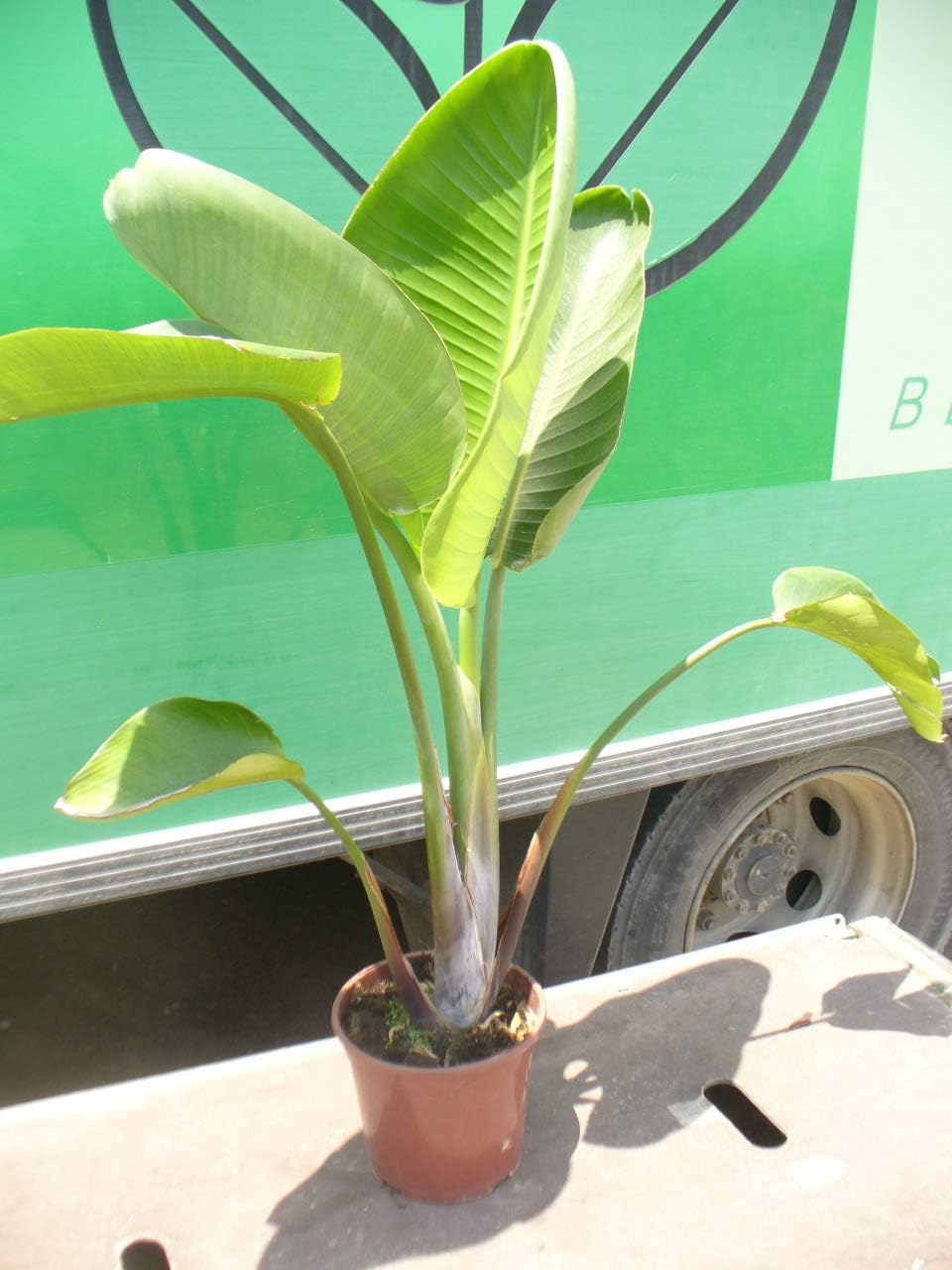 Strelitzia nicolai 100 cm Baumstrelitzie Baum-Paradiesvogelblume ...