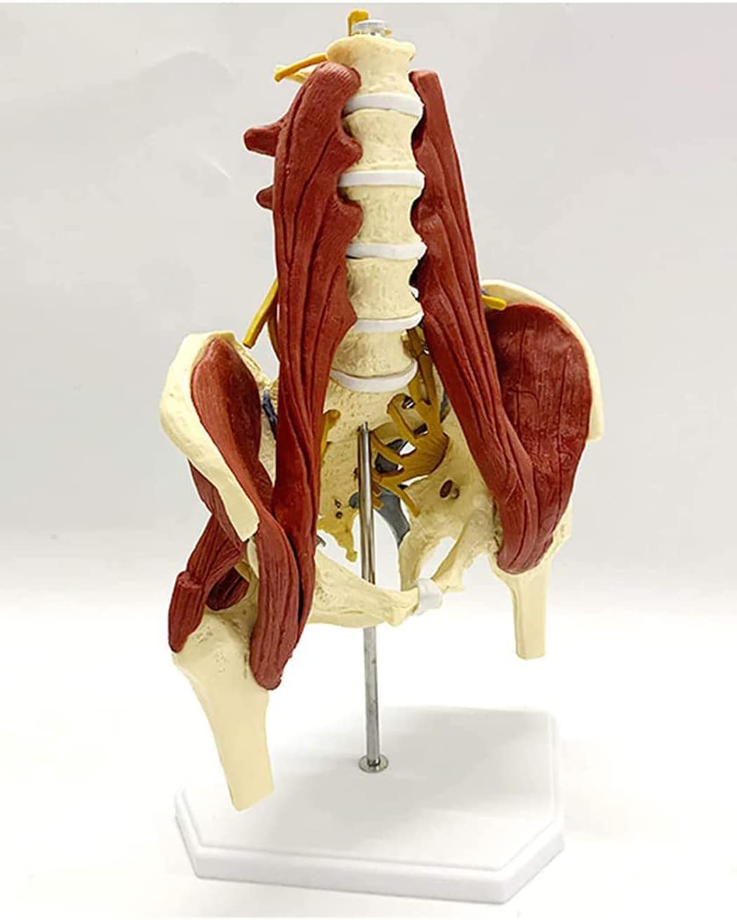 Life Size Spine Muscle Model Human Lumbar Spine Model With Muscles ...