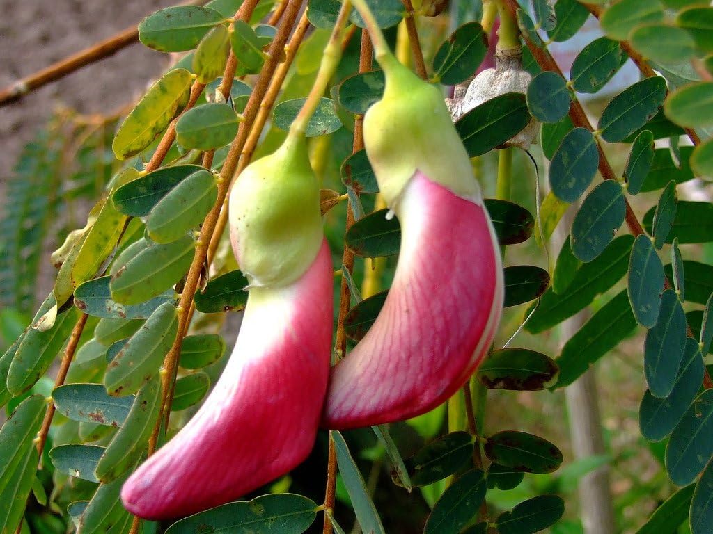 ALL IN ONEE Rare Red Sesbania grandiflora Bokful Agati/Hummingbird Tree ...